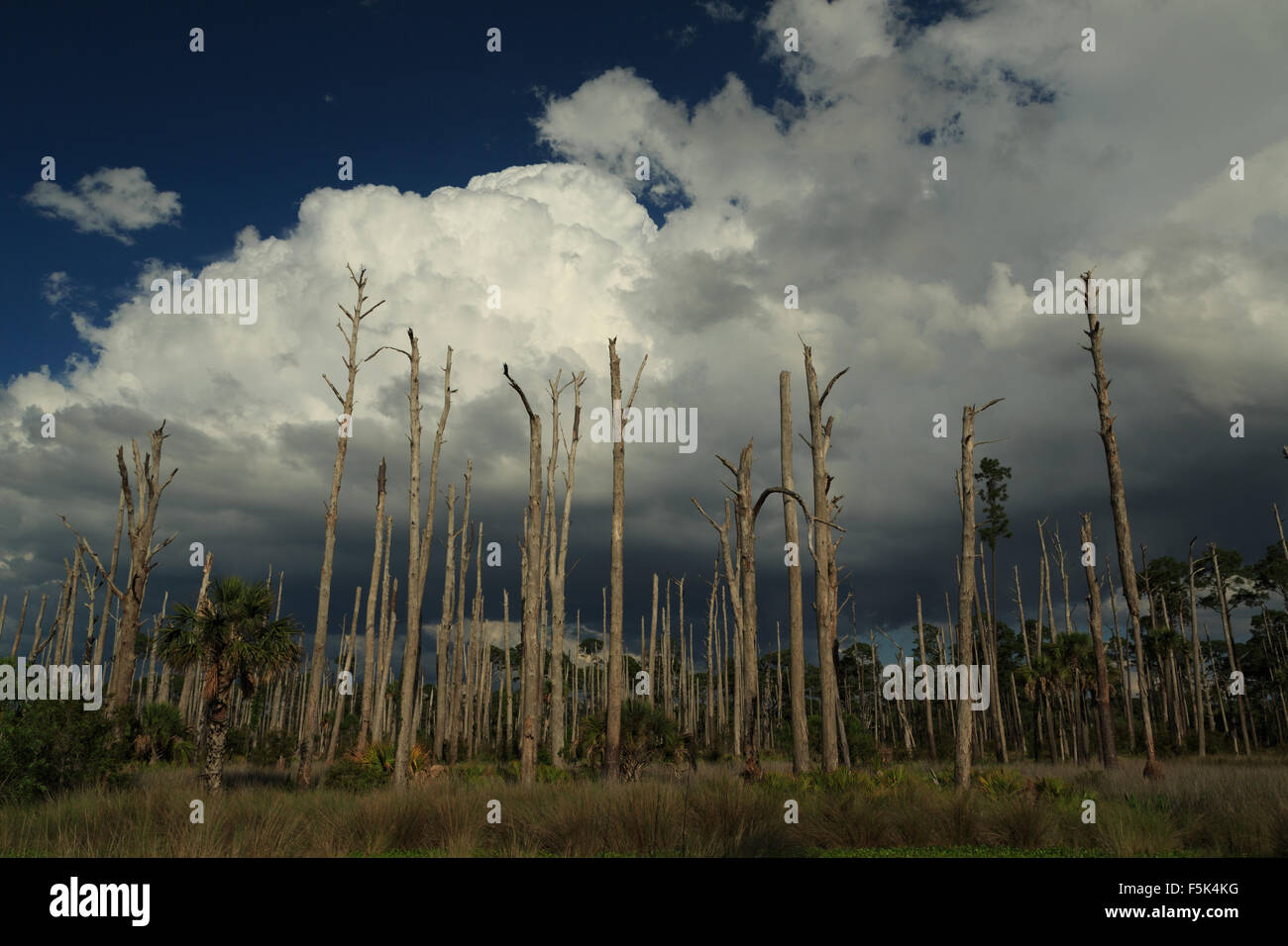 A photograph of some tall dead trees in St. Marks National Wildlife ...