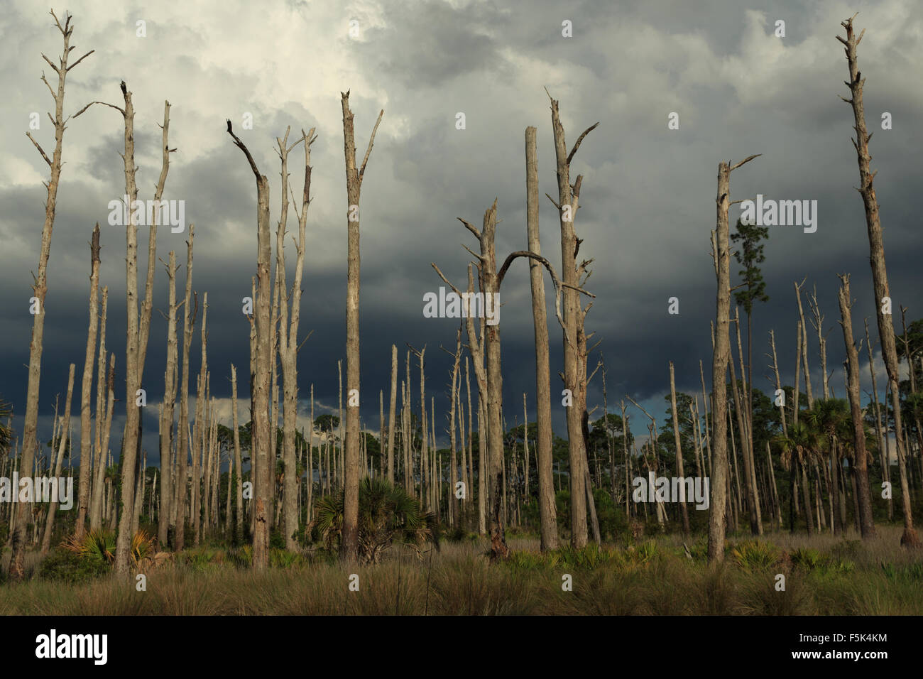 A photograph of some tall dead trees in St. Marks National Wildlife ...