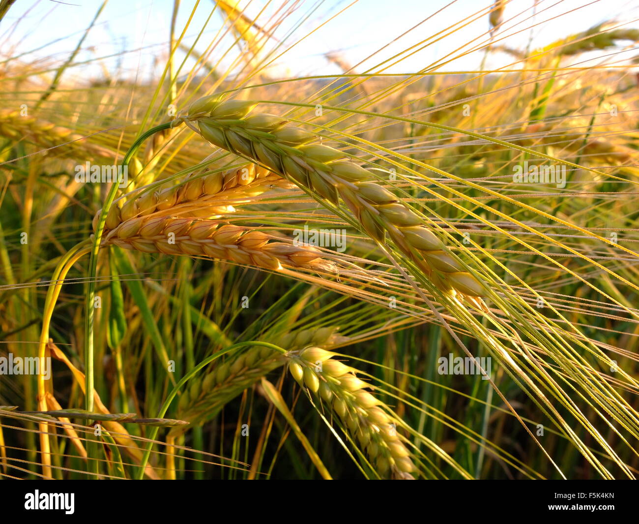 Wheat rowing in a farm field Stock Photo - Alamy