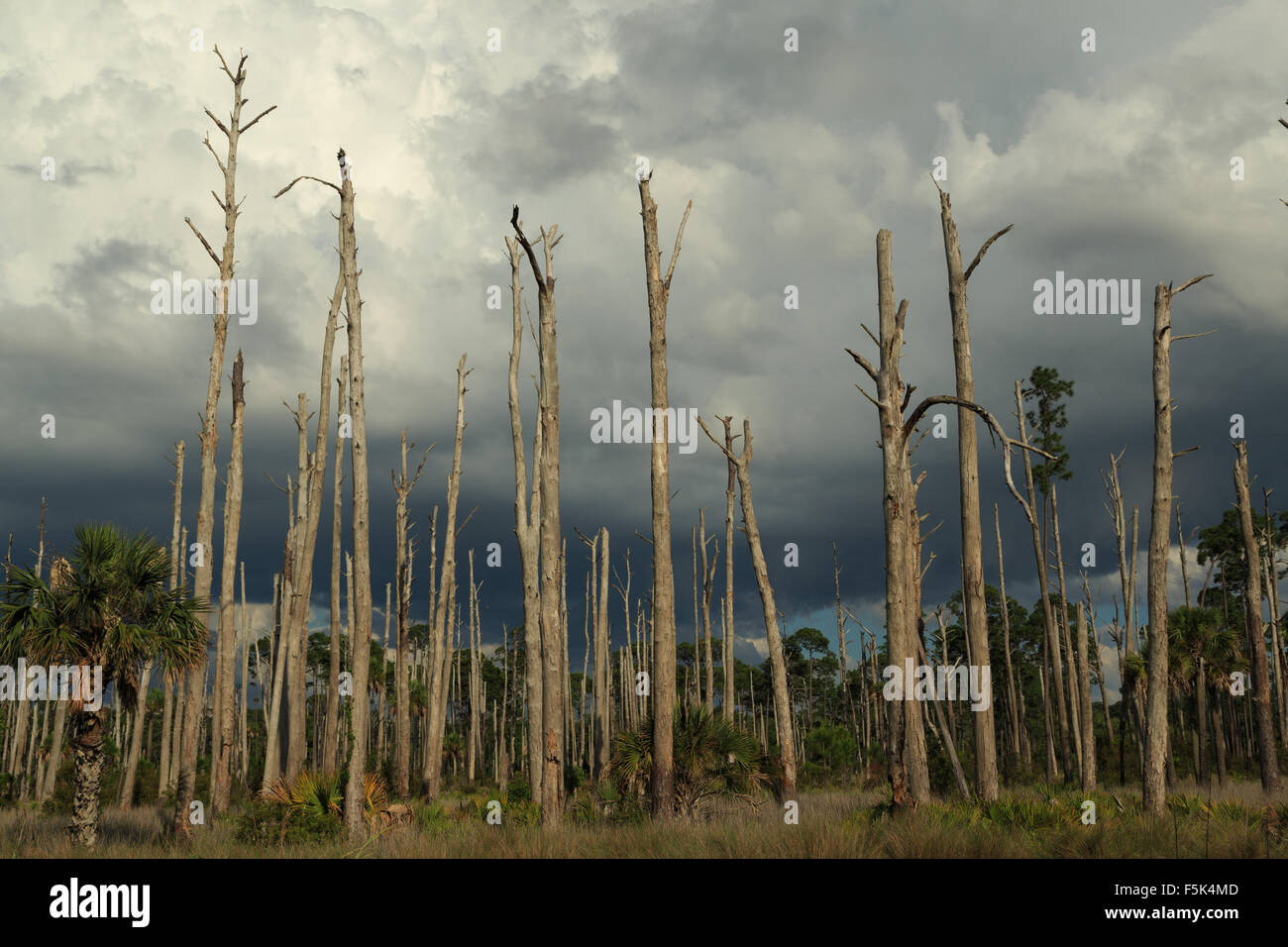 A photograph of some tall dead trees in St. Marks National Wildlife ...