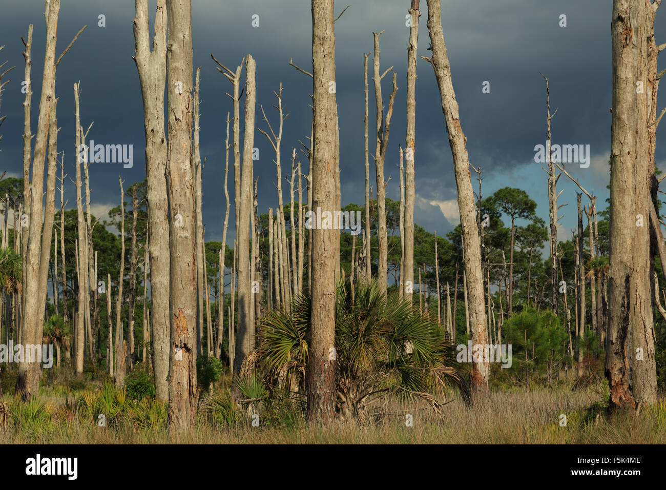 A photograph of some tall dead trees in St. Marks National Wildlife ...