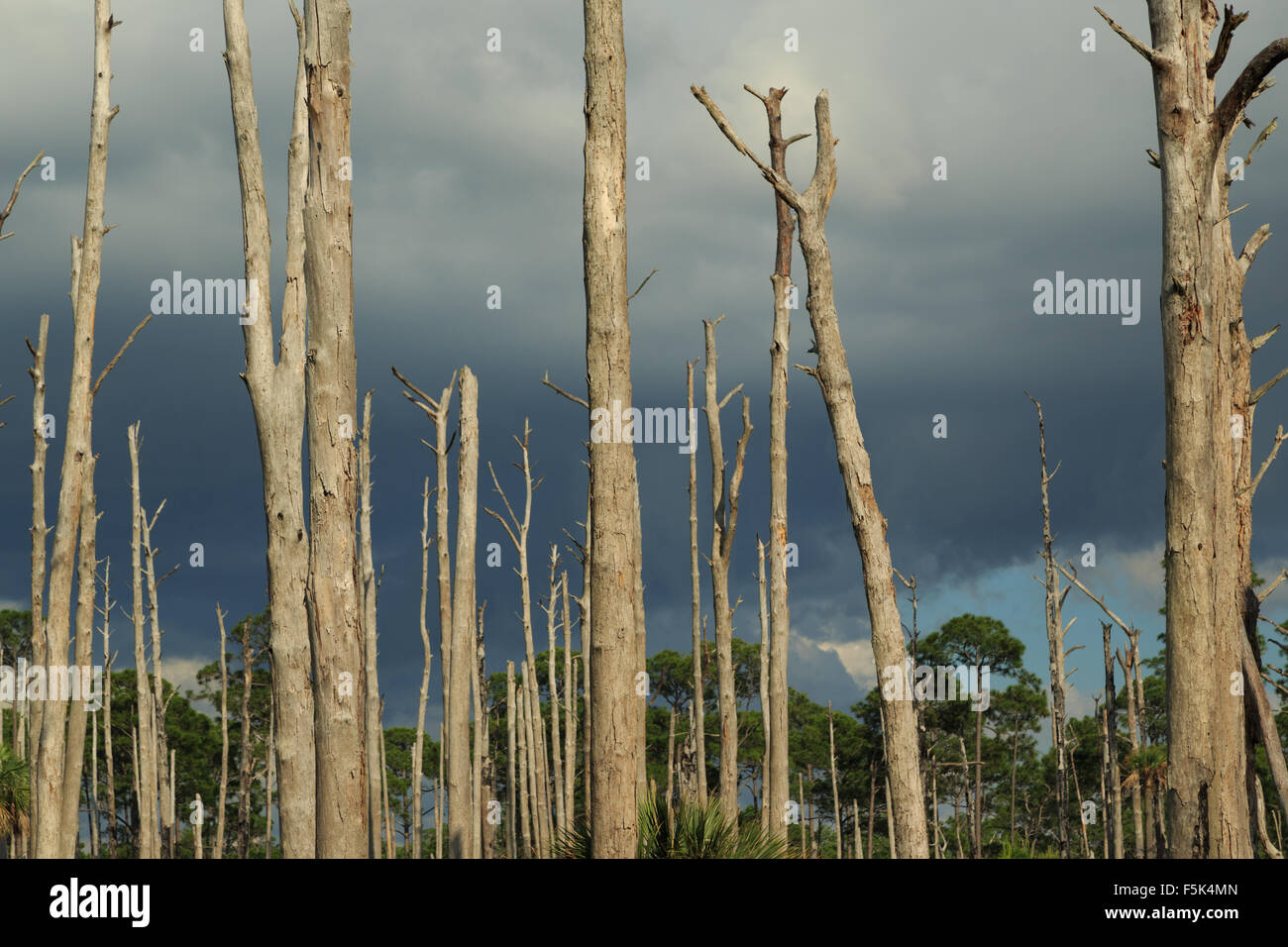 A photograph of some tall dead trees in St. Marks National Wildlife ...