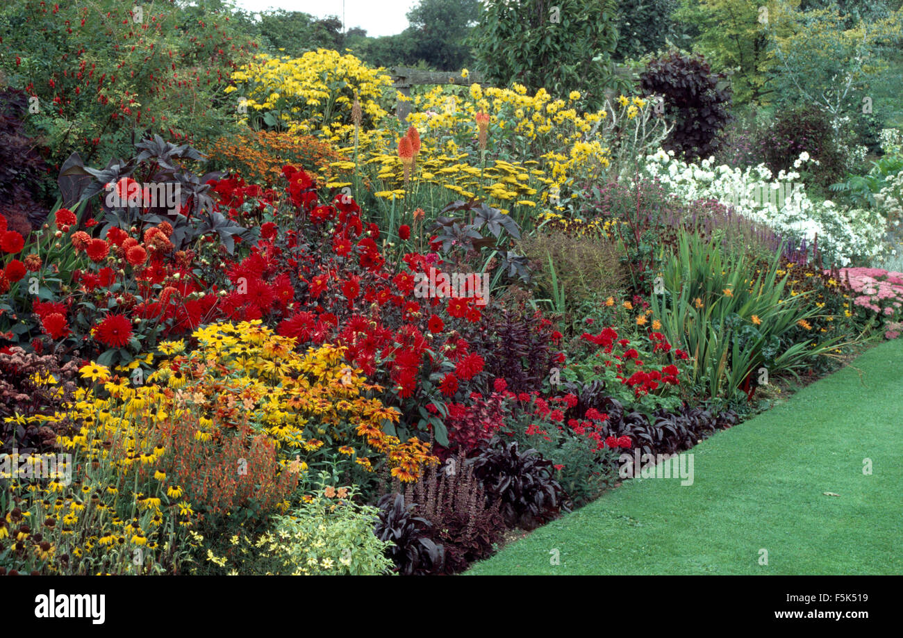 Yellow achillea and rudbeckia in a vibrant large summer border with red ...