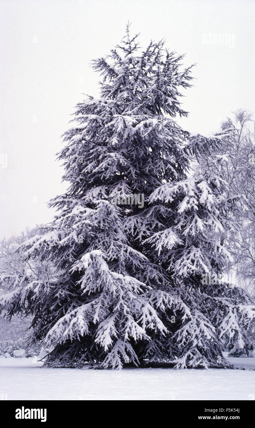 Tall fir tree laden with snow in a large winter garden Stock Photo - Alamy