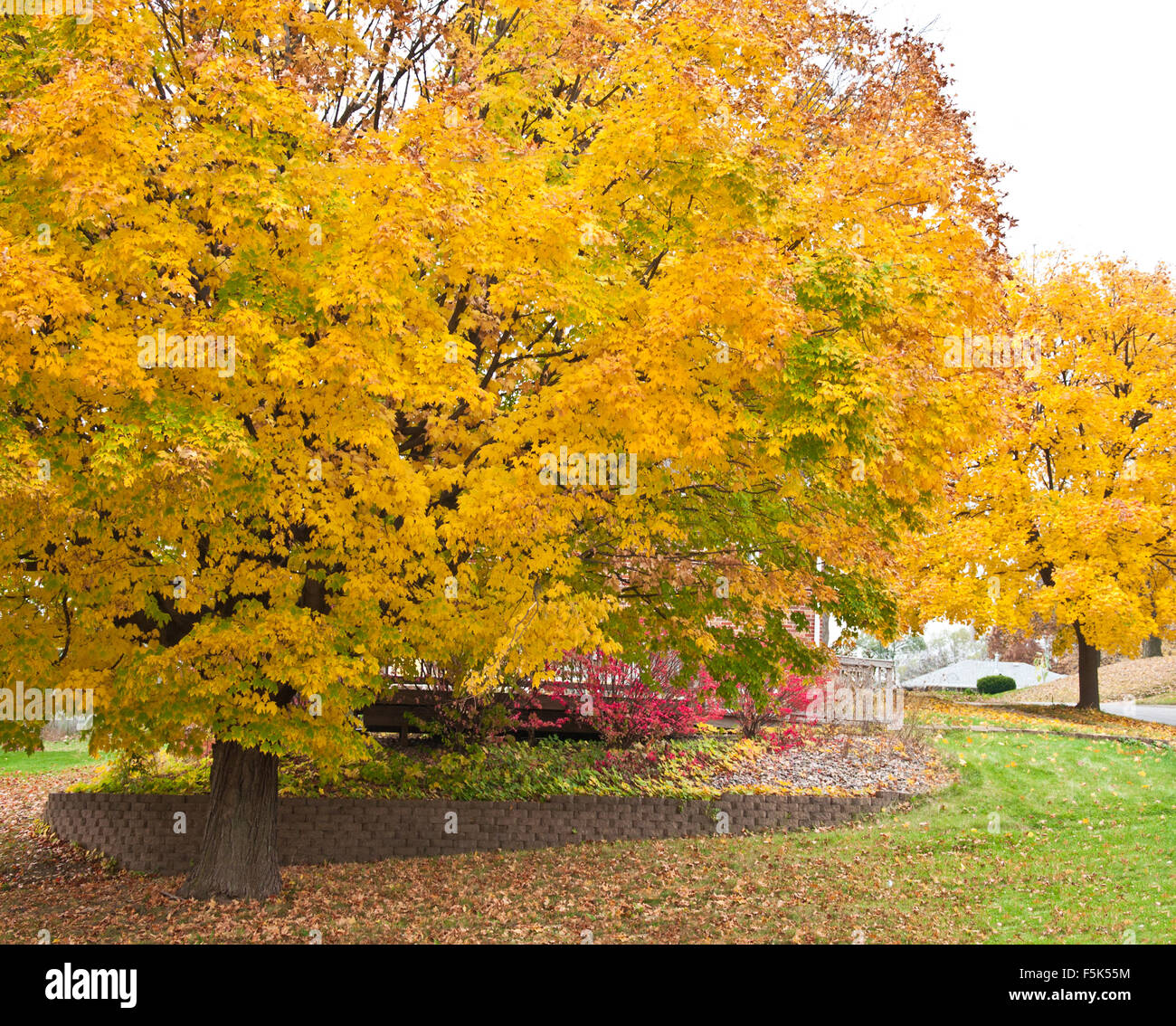 Trees in urban setting hi-res stock photography and images - Alamy