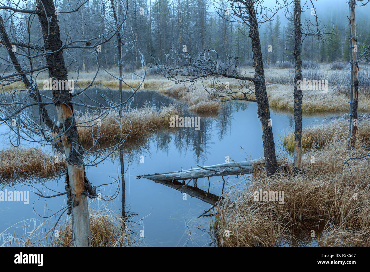 Downed log in the marsh Stock Photo - Alamy