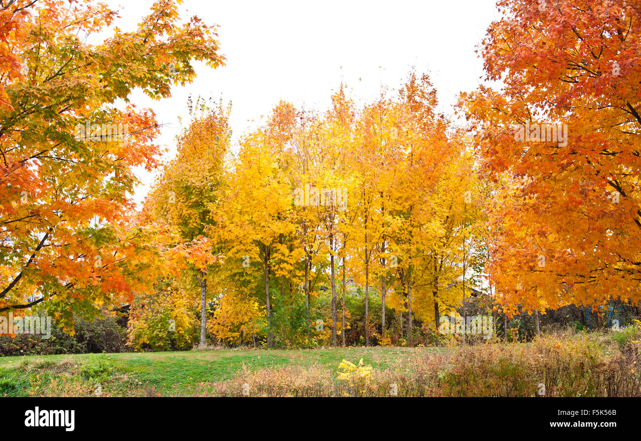 Fall landscape with bright yellow and orange color Stock Photo - Alamy