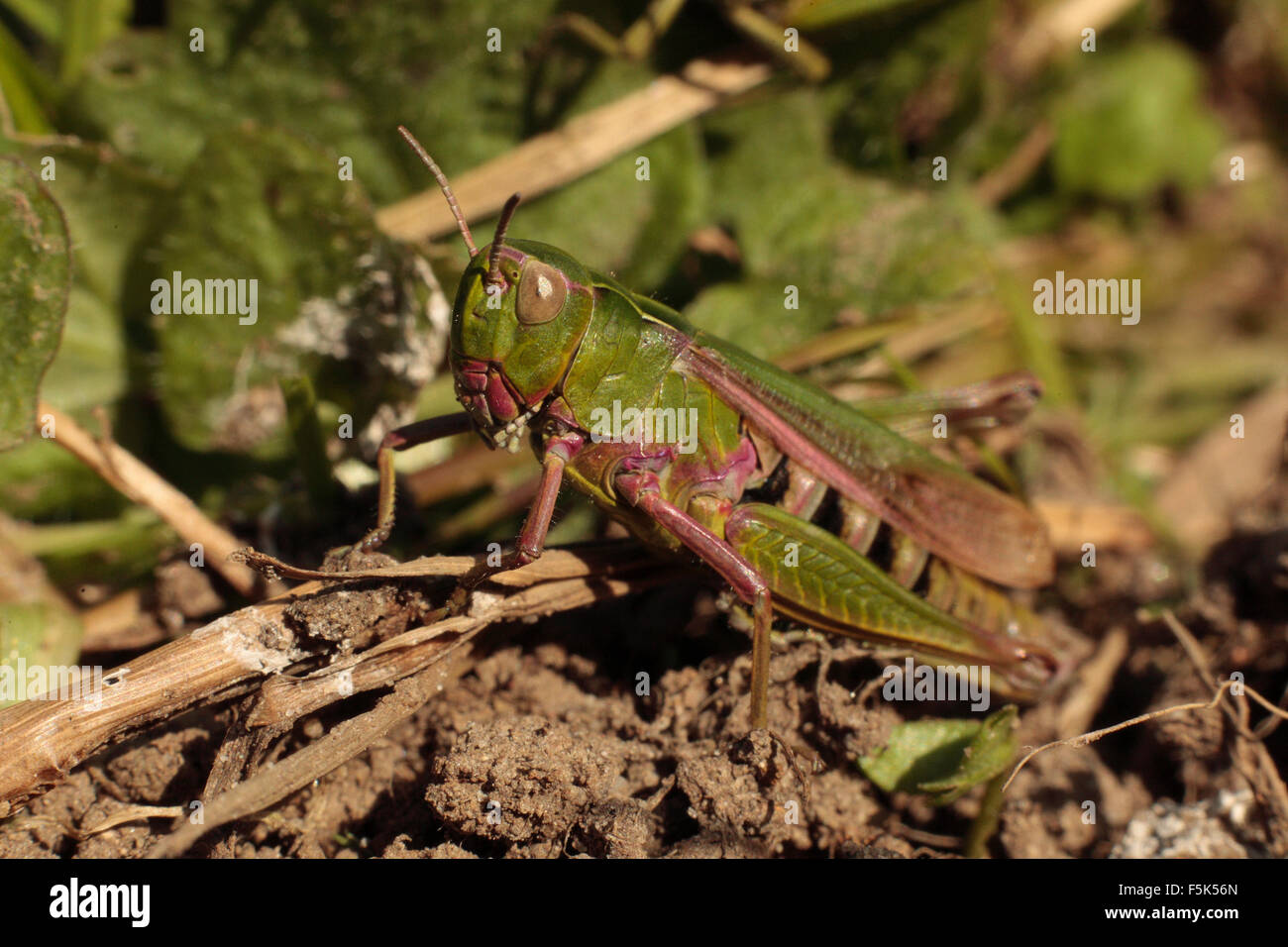 Irish grasshoppers hi-res stock photography and images - Alamy