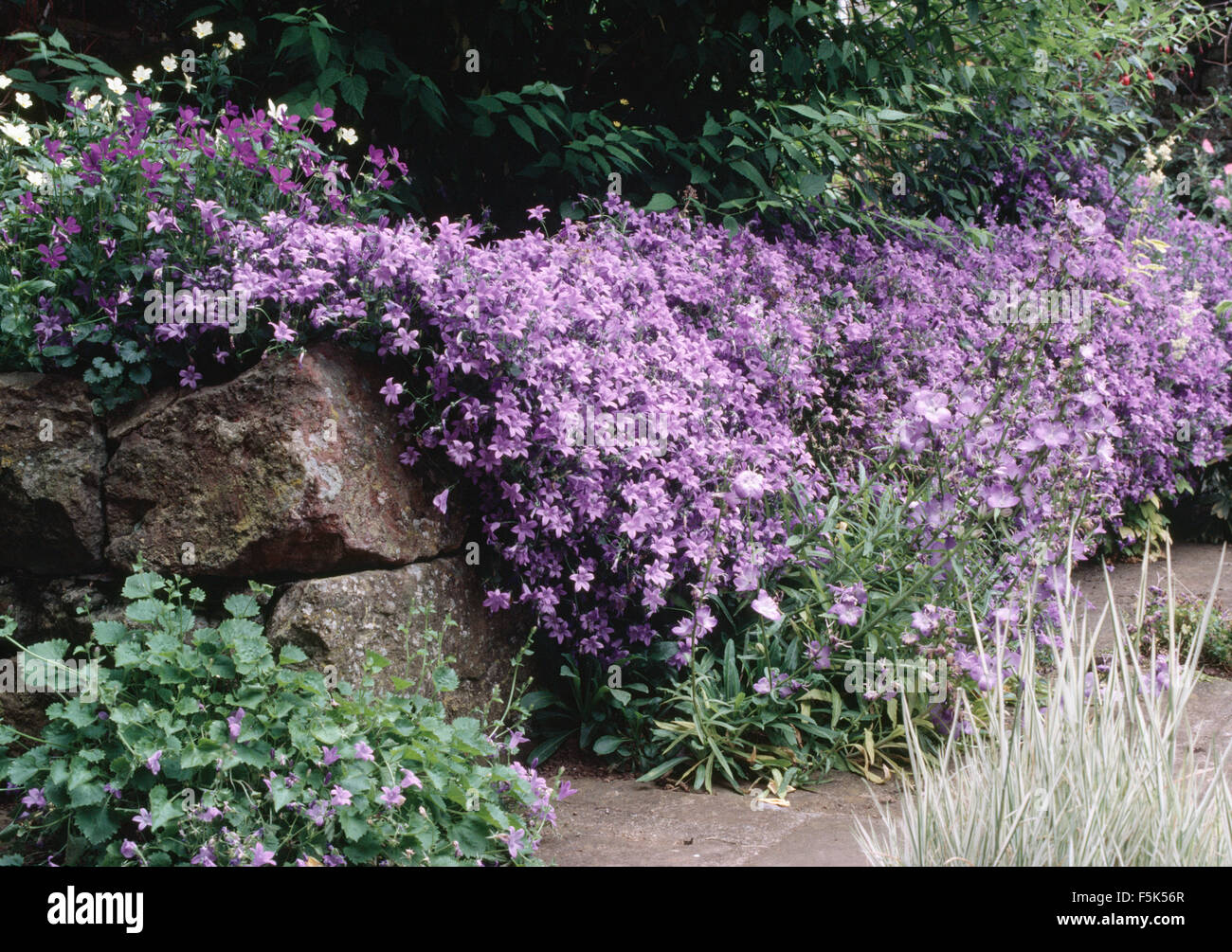 Trailing blue campanula on a low stone wall Stock Photo - Alamy