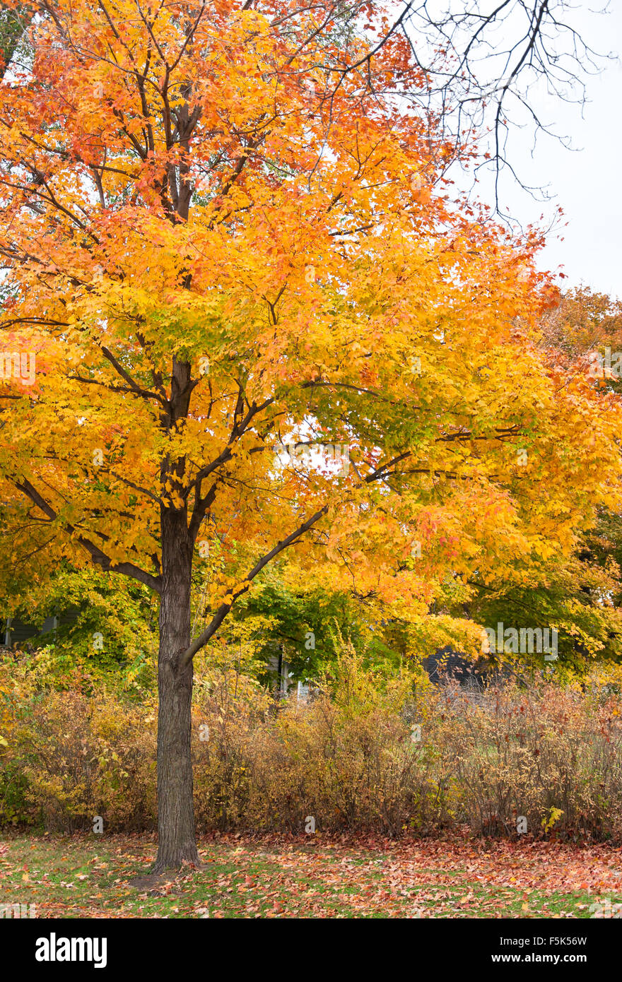 Beautiful fall color tree Stock Photo - Alamy