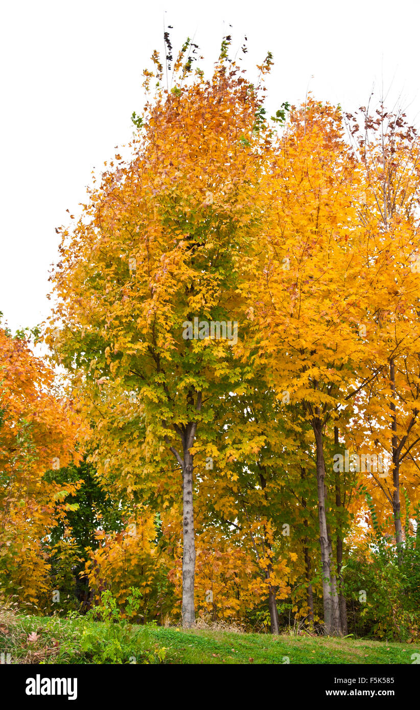 Group of yellow orange trees in fall Stock Photo - Alamy