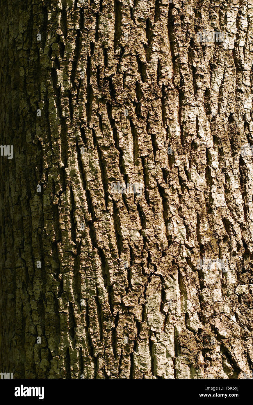 tree bark texture background detail Stock Photo - Alamy