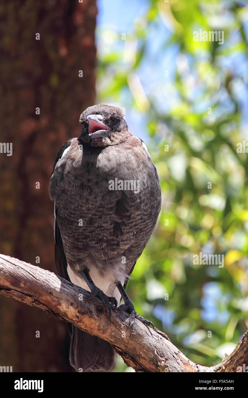 Juvenile Australian Magpie (Cracticus tibicen) sitting on a branch and ...