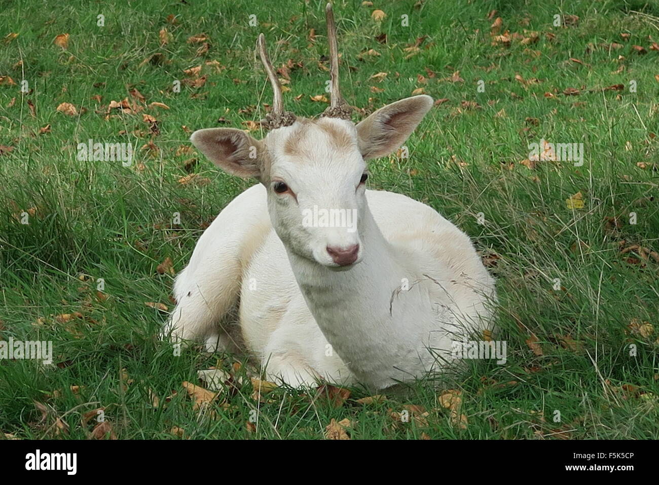 A white deer kid relaxes in the grass Stock Photo - Alamy