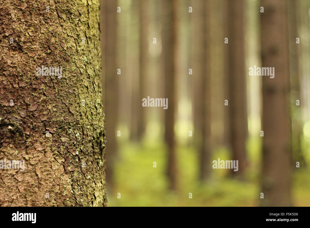 Tree bark in blur background hi-res stock photography and images - Alamy