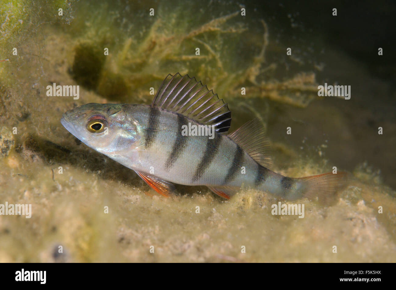 Granite Quarry Aleksandrovskiy, Ukraine. 4th Oct, 2015. European perch ...