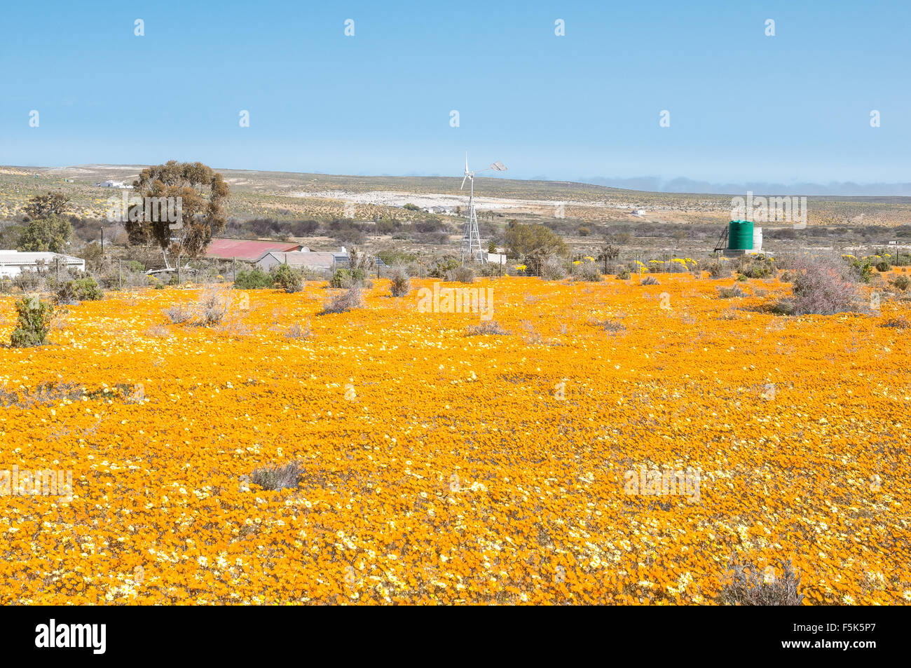 Namaqualand south africa gousblom hi-res stock photography and images ...