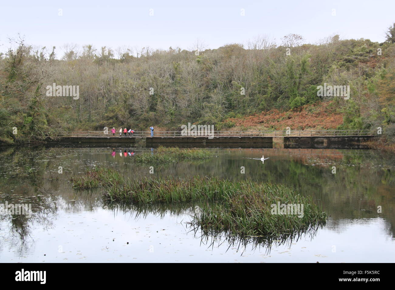 Bosherston Lily Ponds, Pembrokeshire, Dyfed, Wales, Great Britain ...