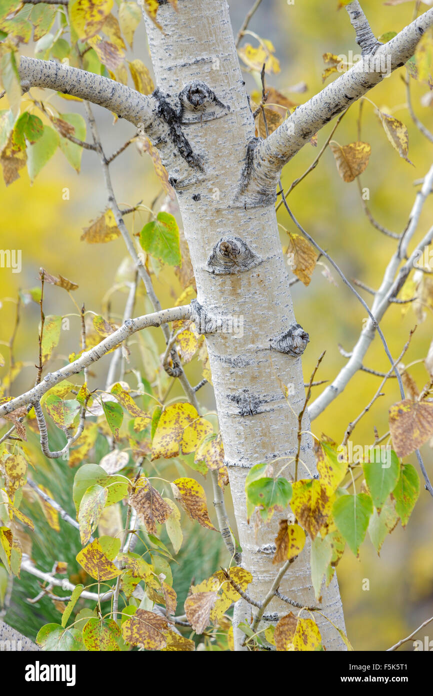 Close up of white barked tree Stock Photo - Alamy