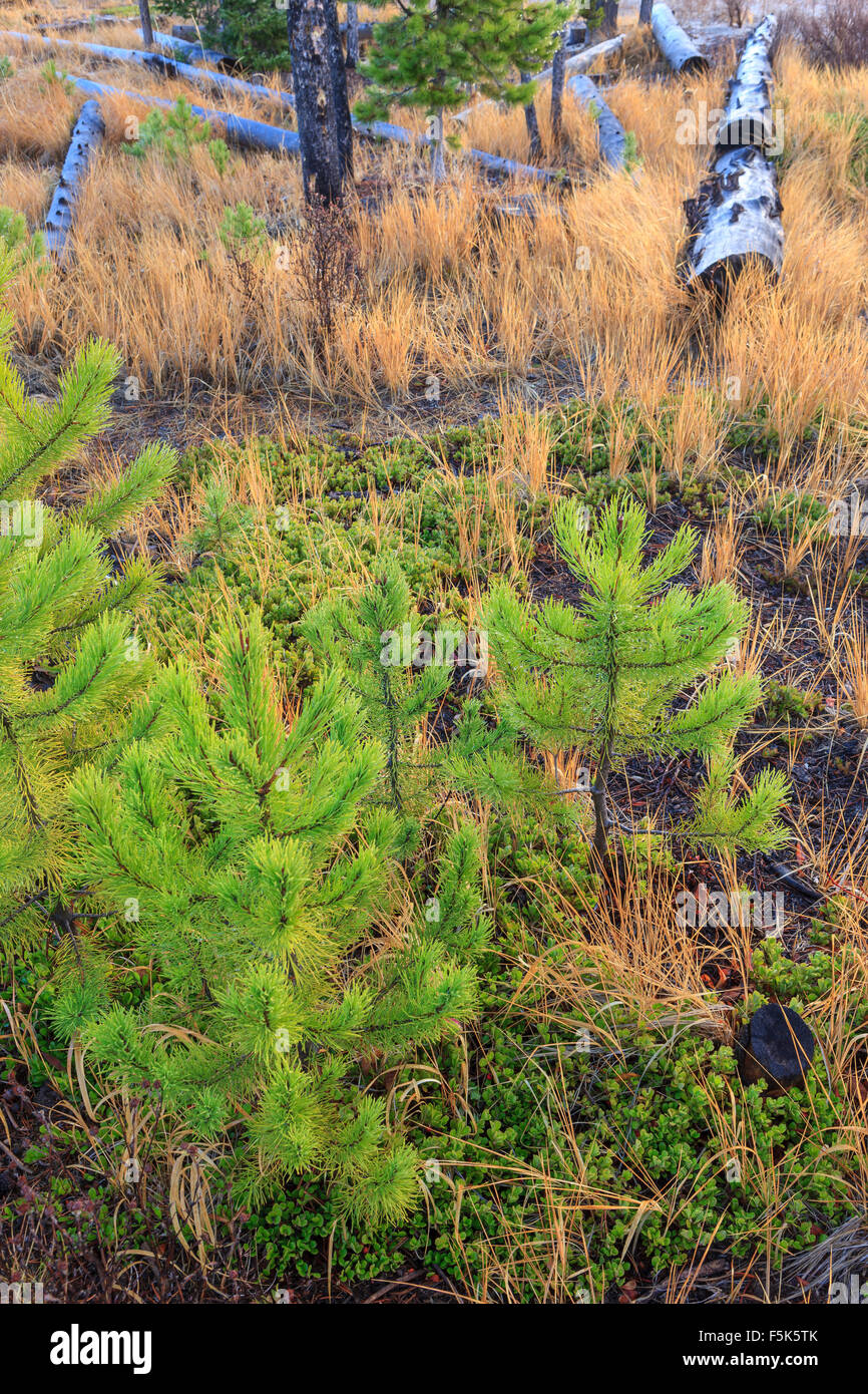 Evergreen saplings hi-res stock photography and images - Alamy