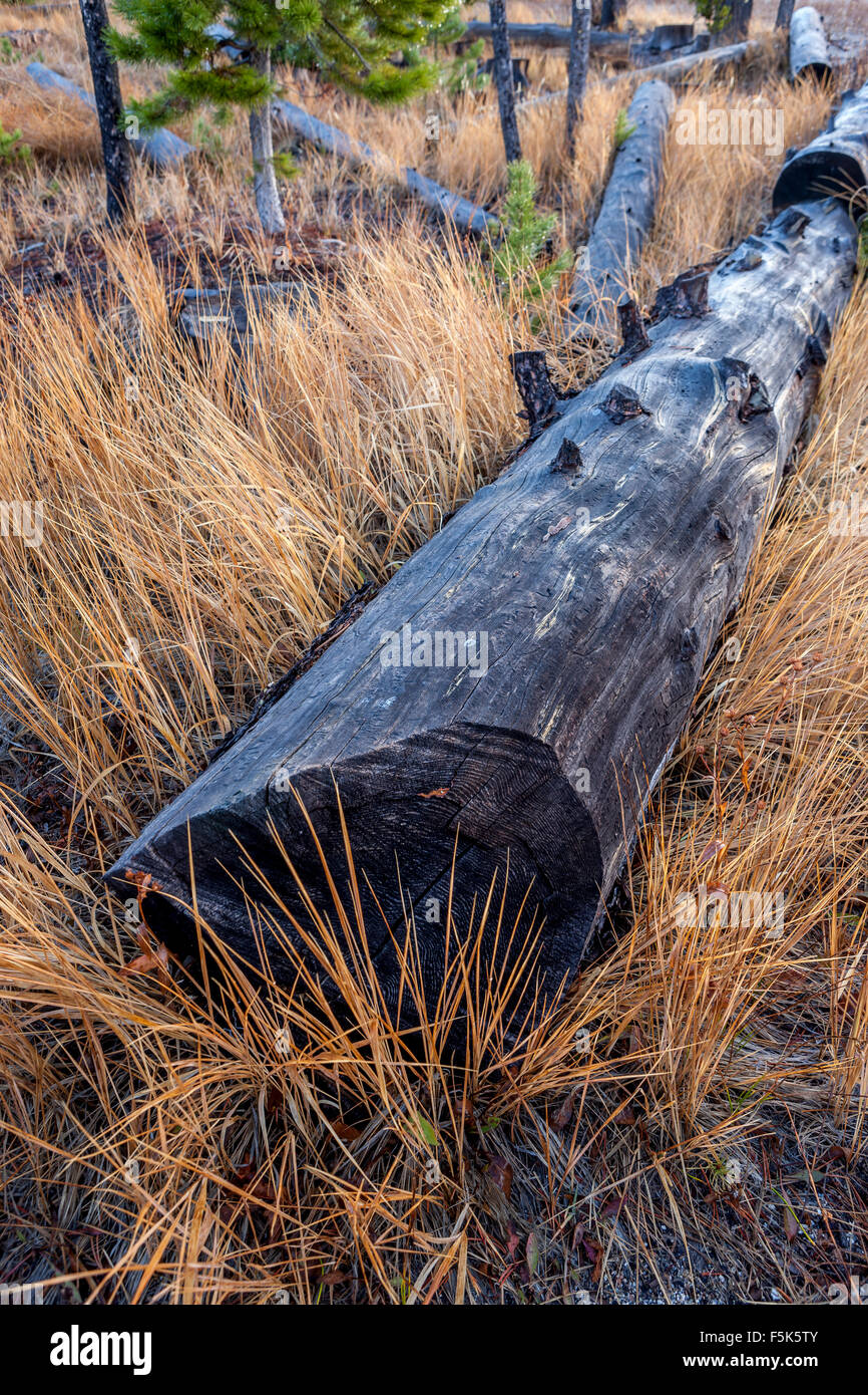 Fallen tree in brown grass Stock Photo - Alamy