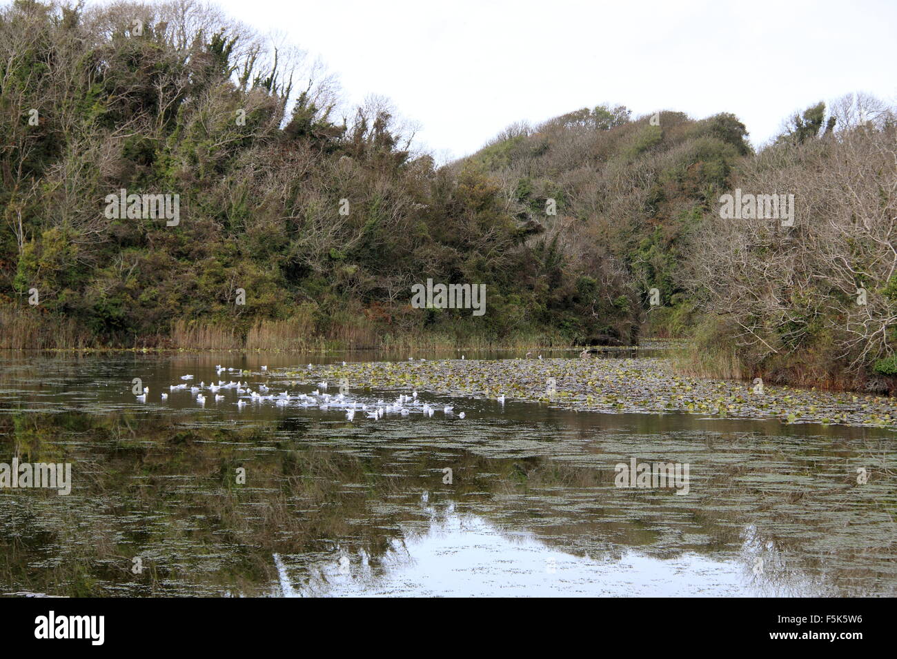 Bosherston lily ponds hi-res stock photography and images - Alamy