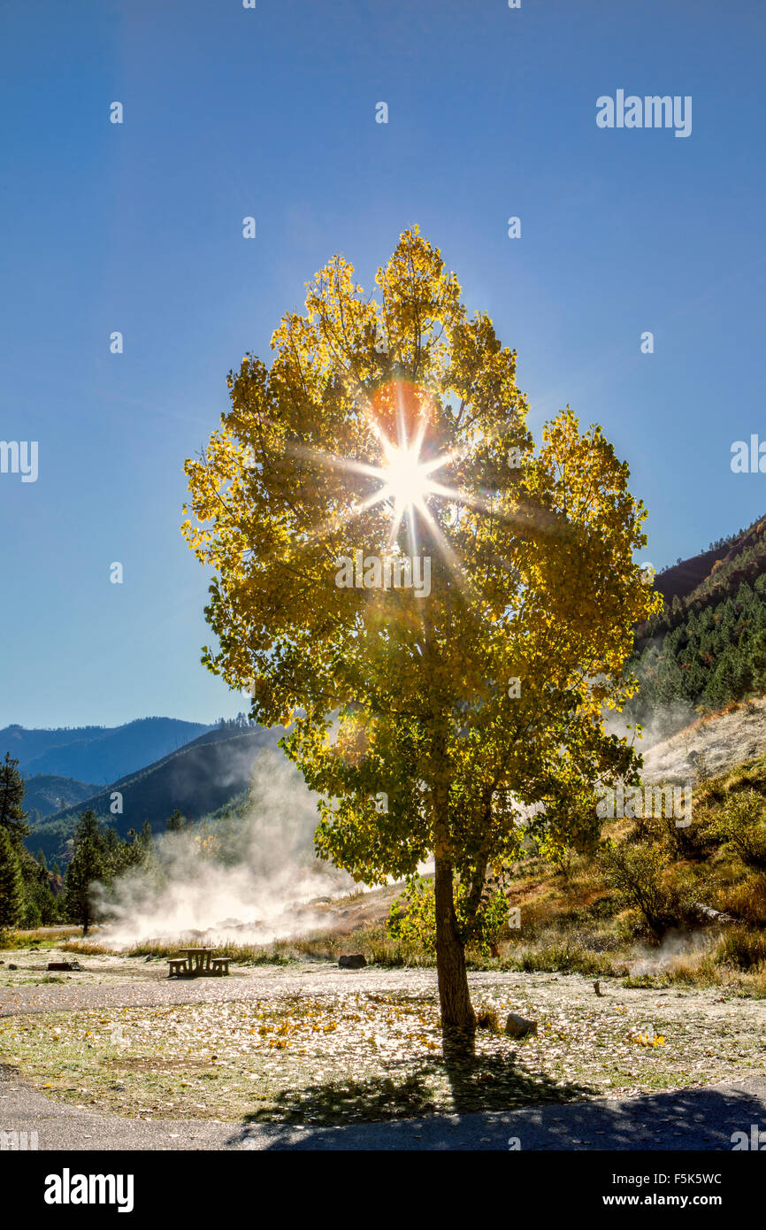Sun rays shine through leaves Stock Photo - Alamy