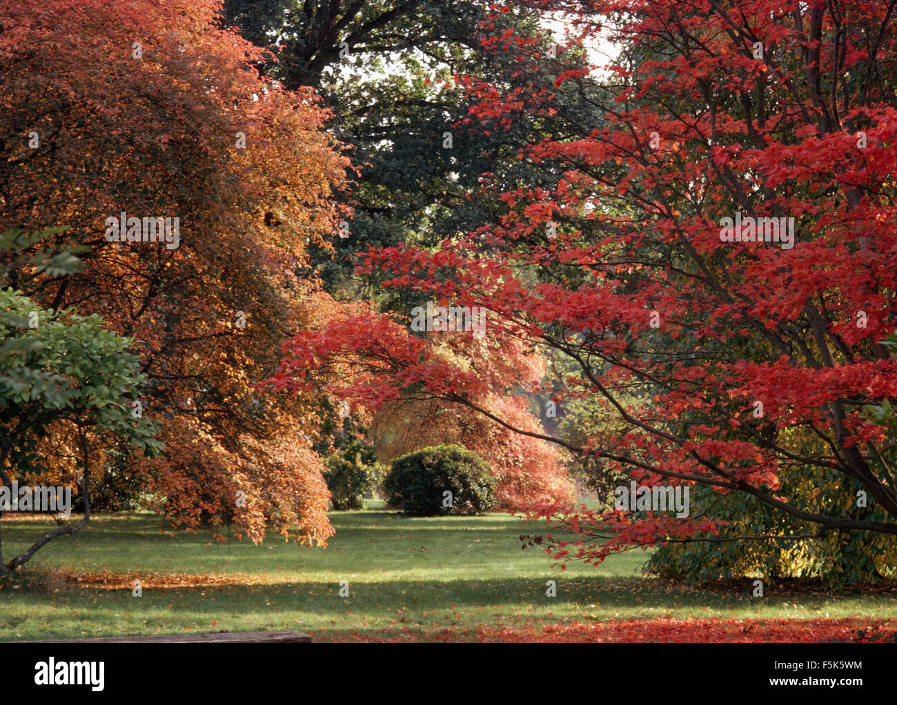 Beech gardens hi-res stock photography and images - Alamy