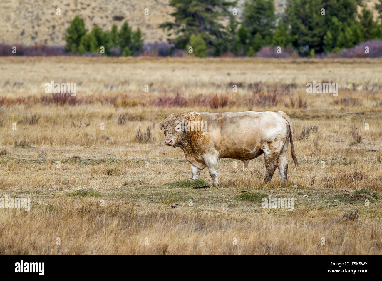 Bull in the field Stock Photo - Alamy