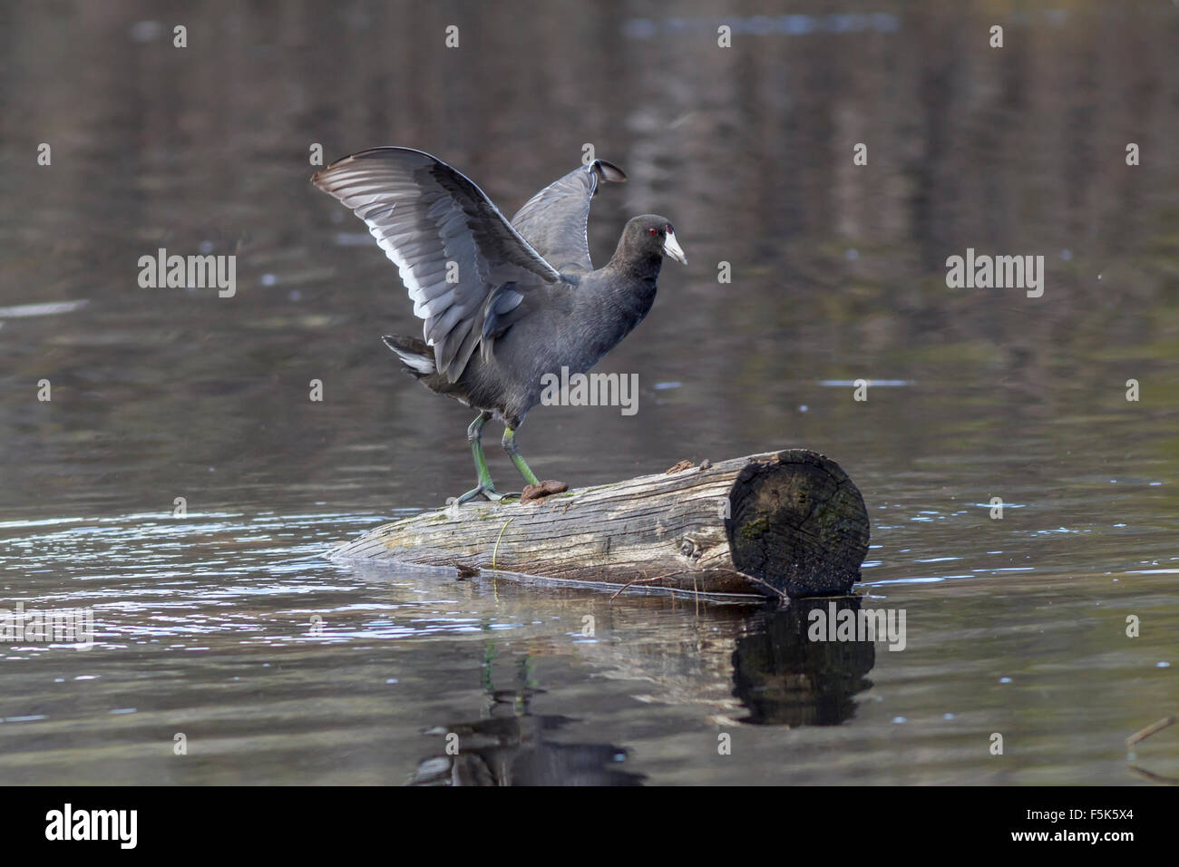 Coot flaps wings while on log Stock Photo - Alamy