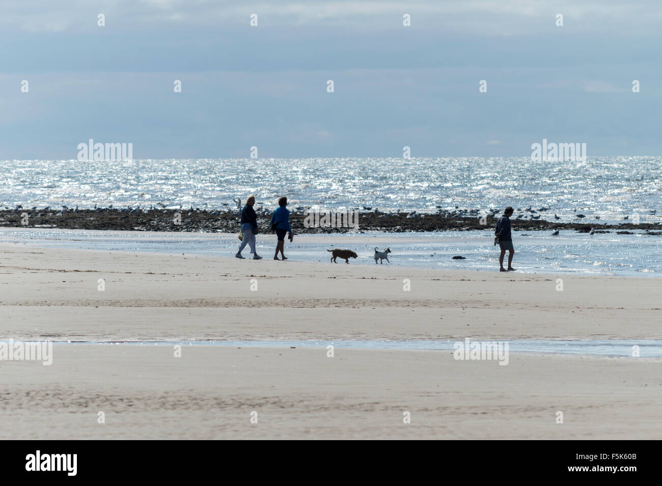 Dog beach seagulls hi-res stock photography and images - Alamy