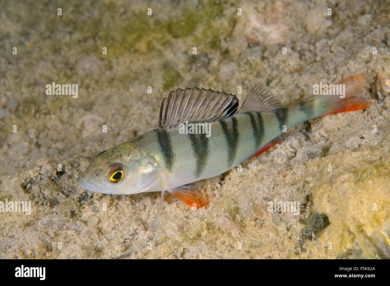 Redfin perch hi-res stock photography and images - Alamy