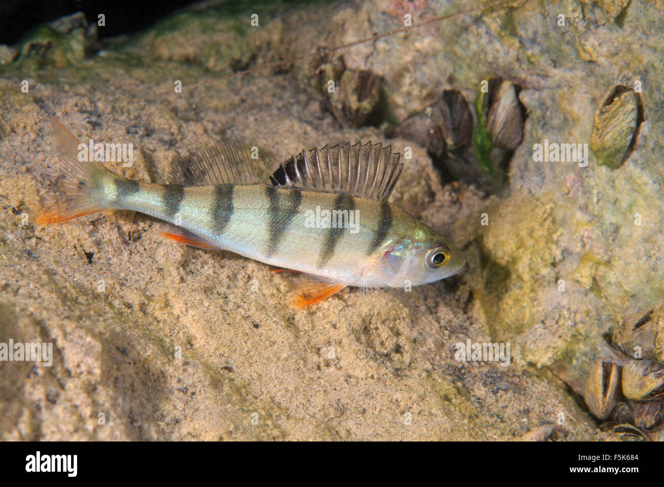Granite Quarry Aleksandrovskiy, Ukraine. 4th Oct, 2015. European perch ...