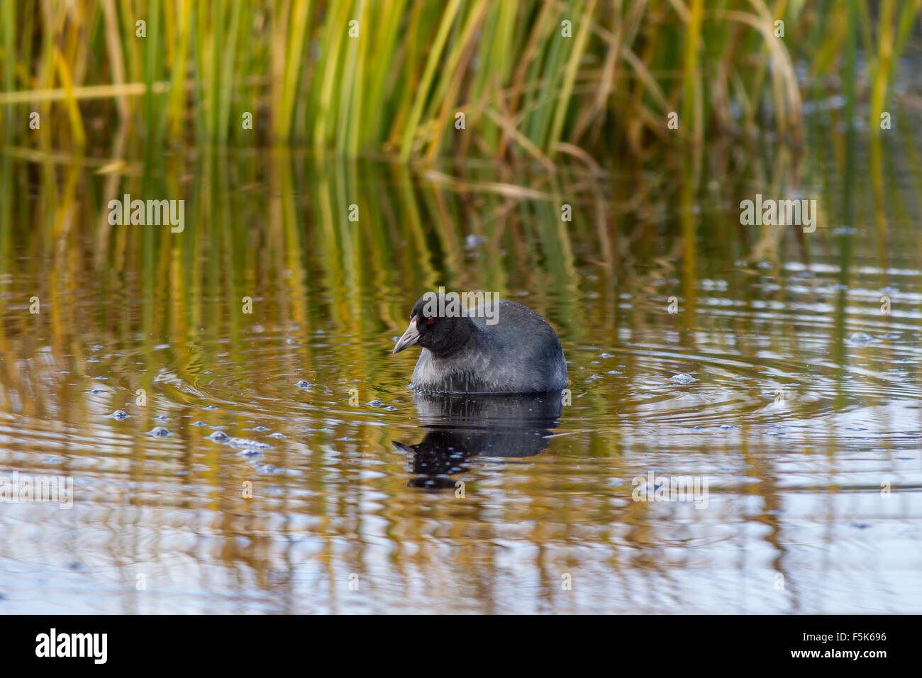 American coot duck hi-res stock photography and images - Alamy