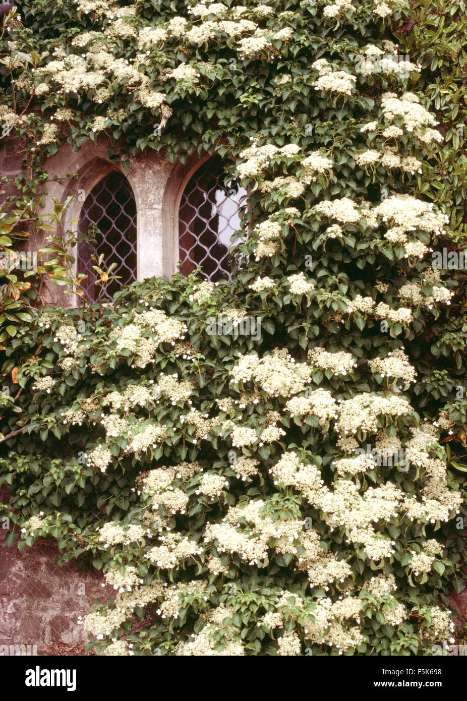 Close-up of Hydrangea Petiolaris growing around lattice window of a ...