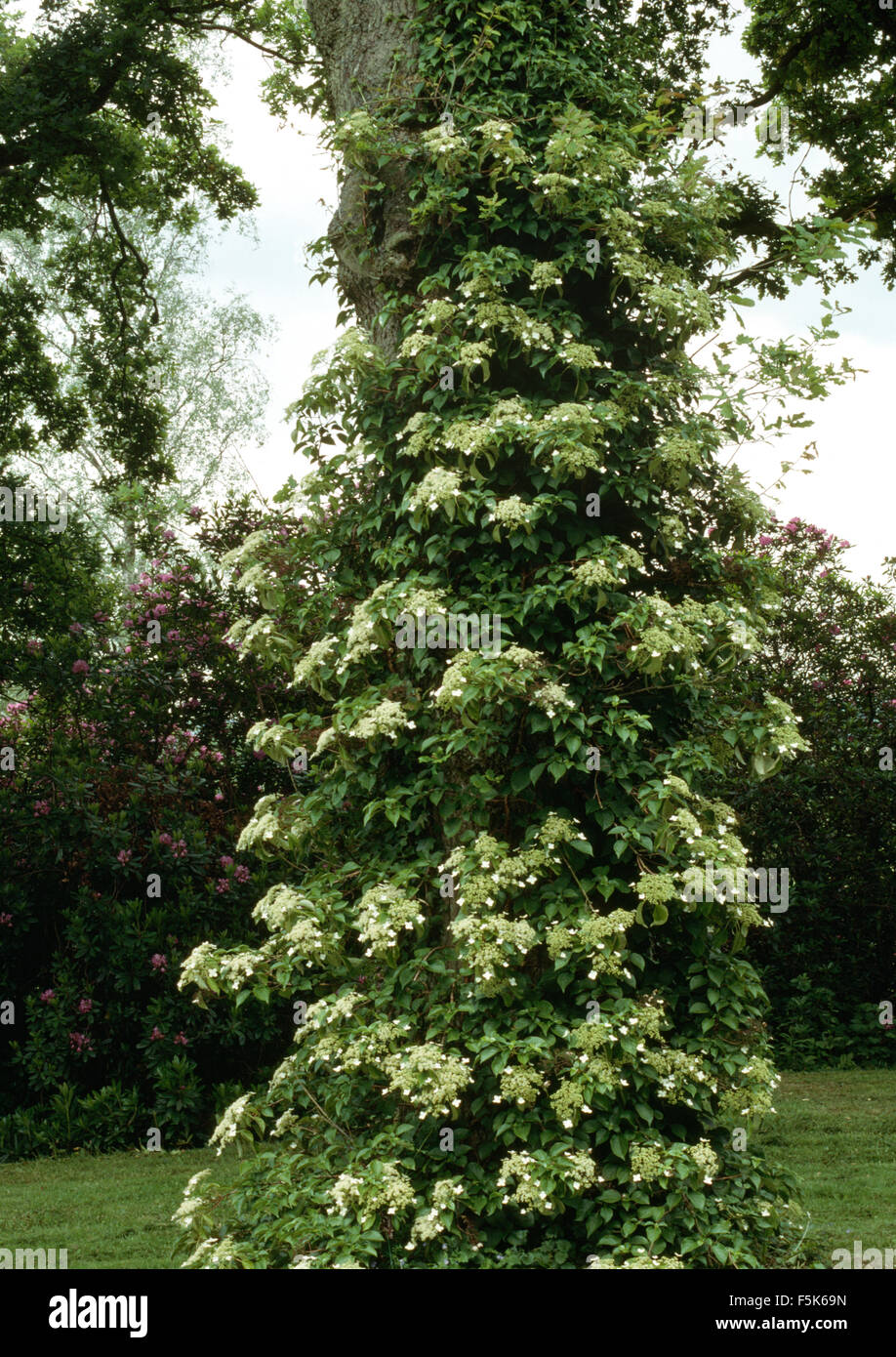 Hydrangea Tree High Resolution Stock Photography and Images - Alamy