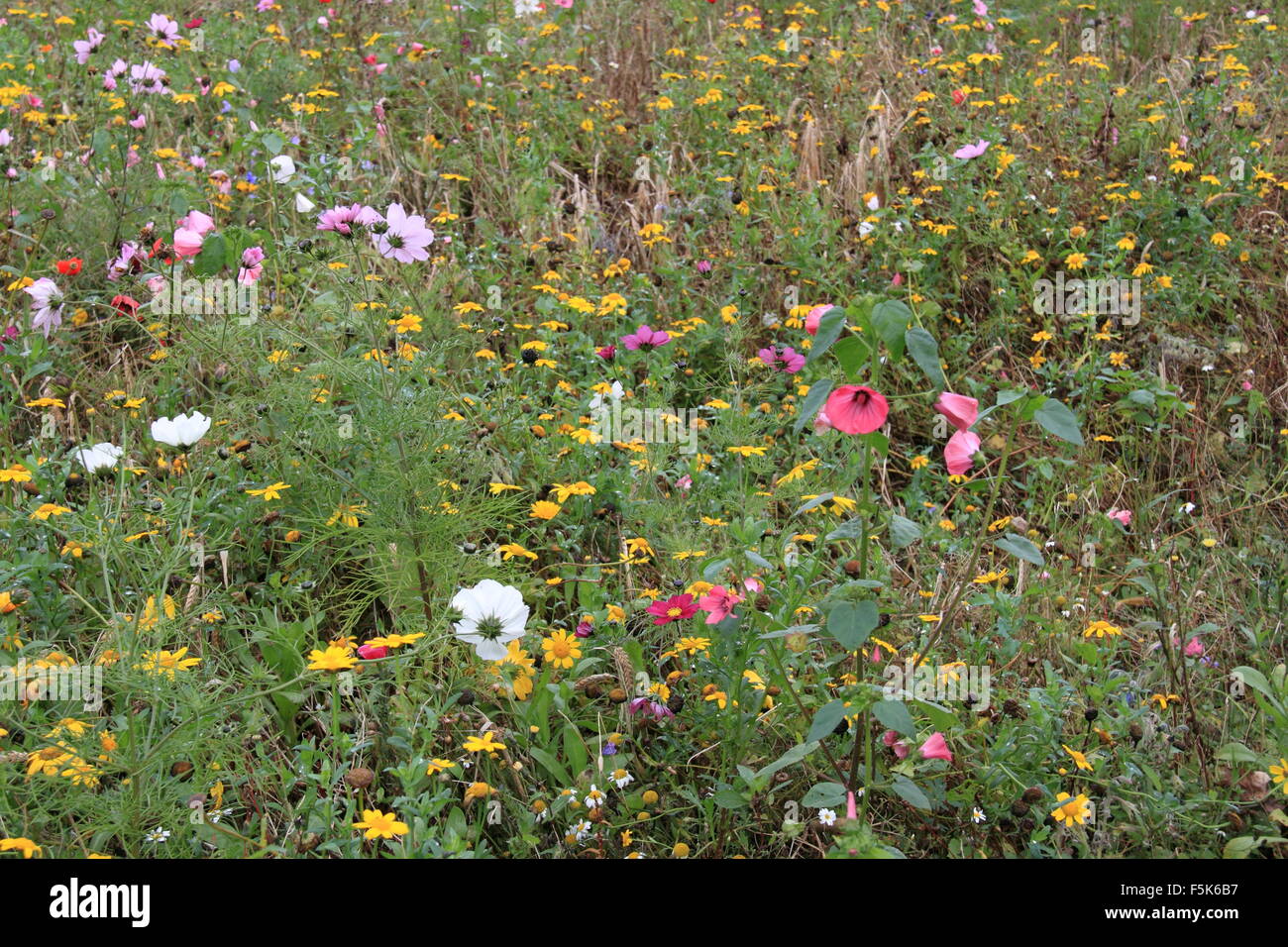 Wild flower meadow, Stackpole Walled Gardens, Bosherston, Pembrokeshire ...