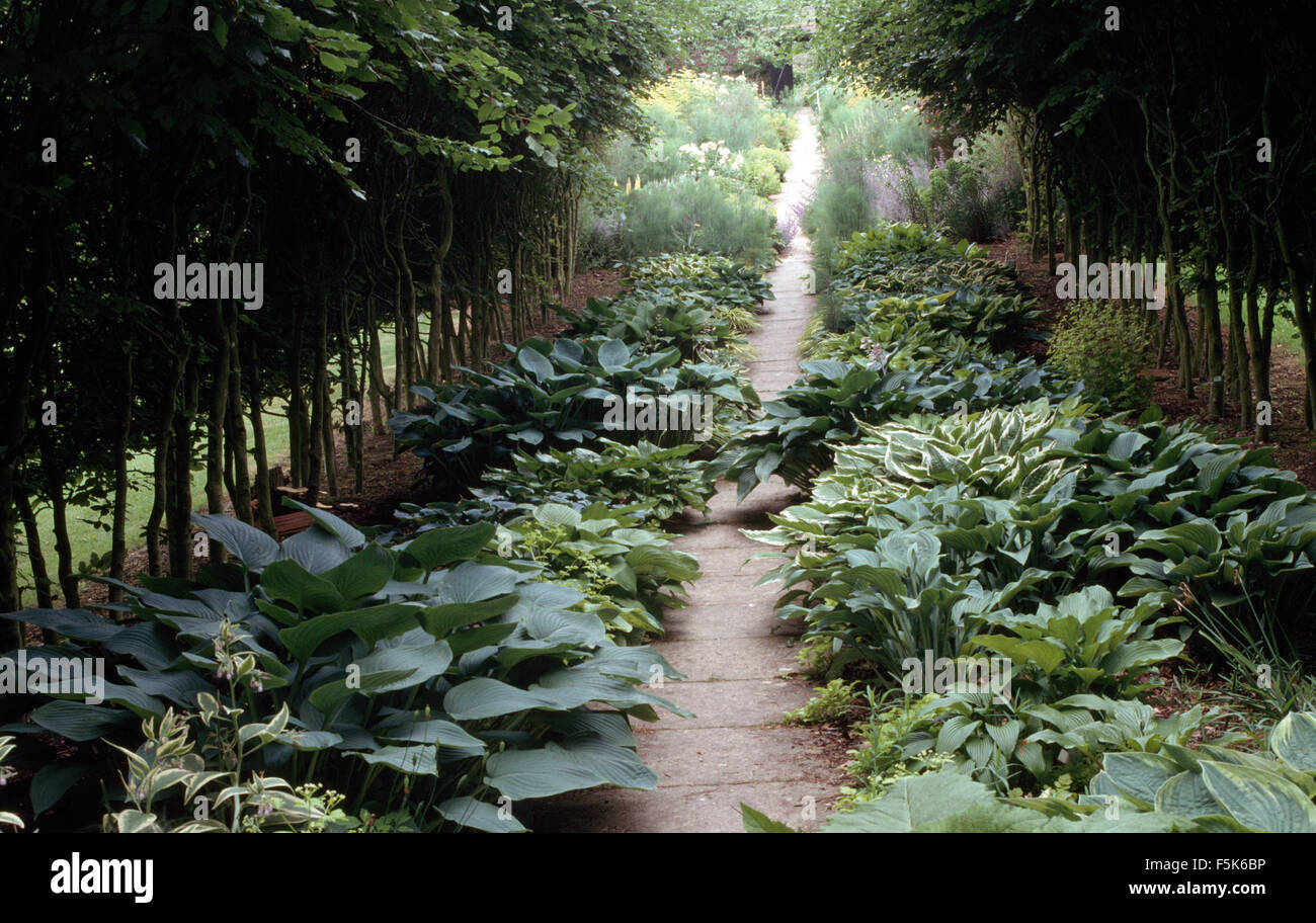 Pleached hi-res stock photography and images - Alamy
