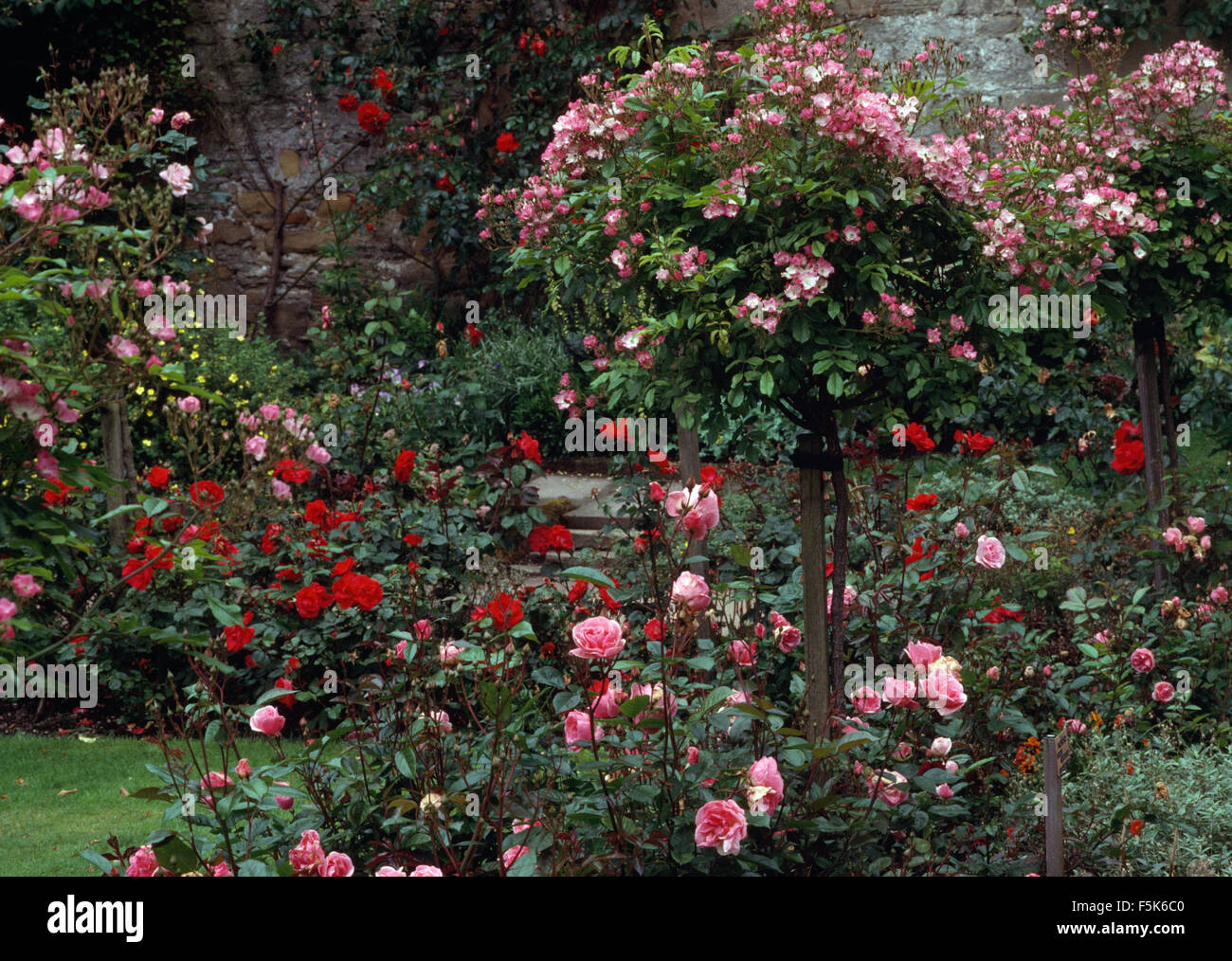 Pink standard and red and pink shrub roses in large walled country ...