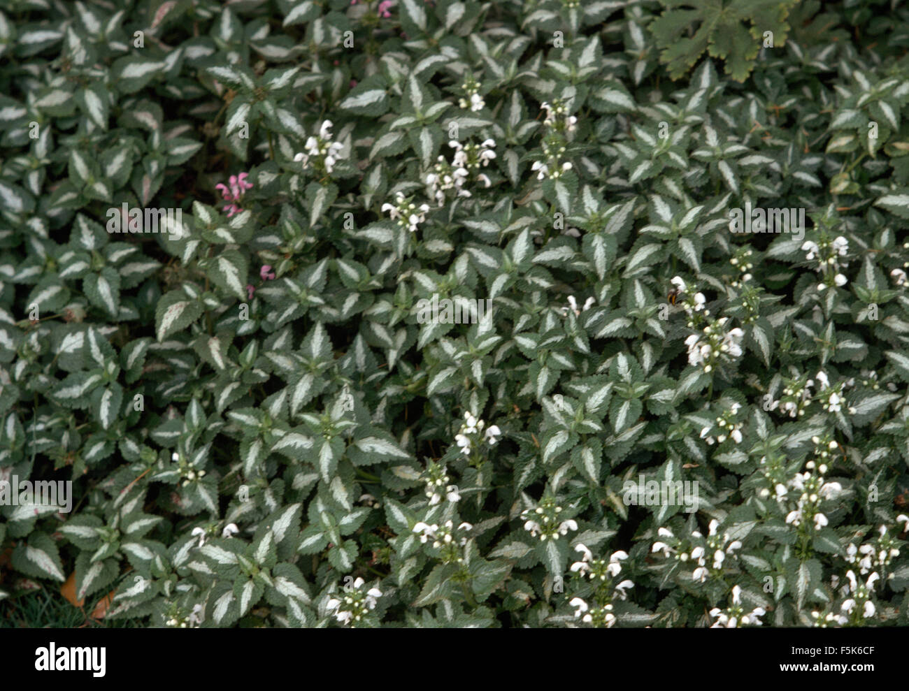 Lamium hi-res stock photography and images - Alamy