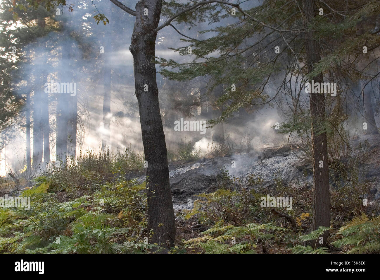 Fire germination hi-res stock photography and images - Alamy