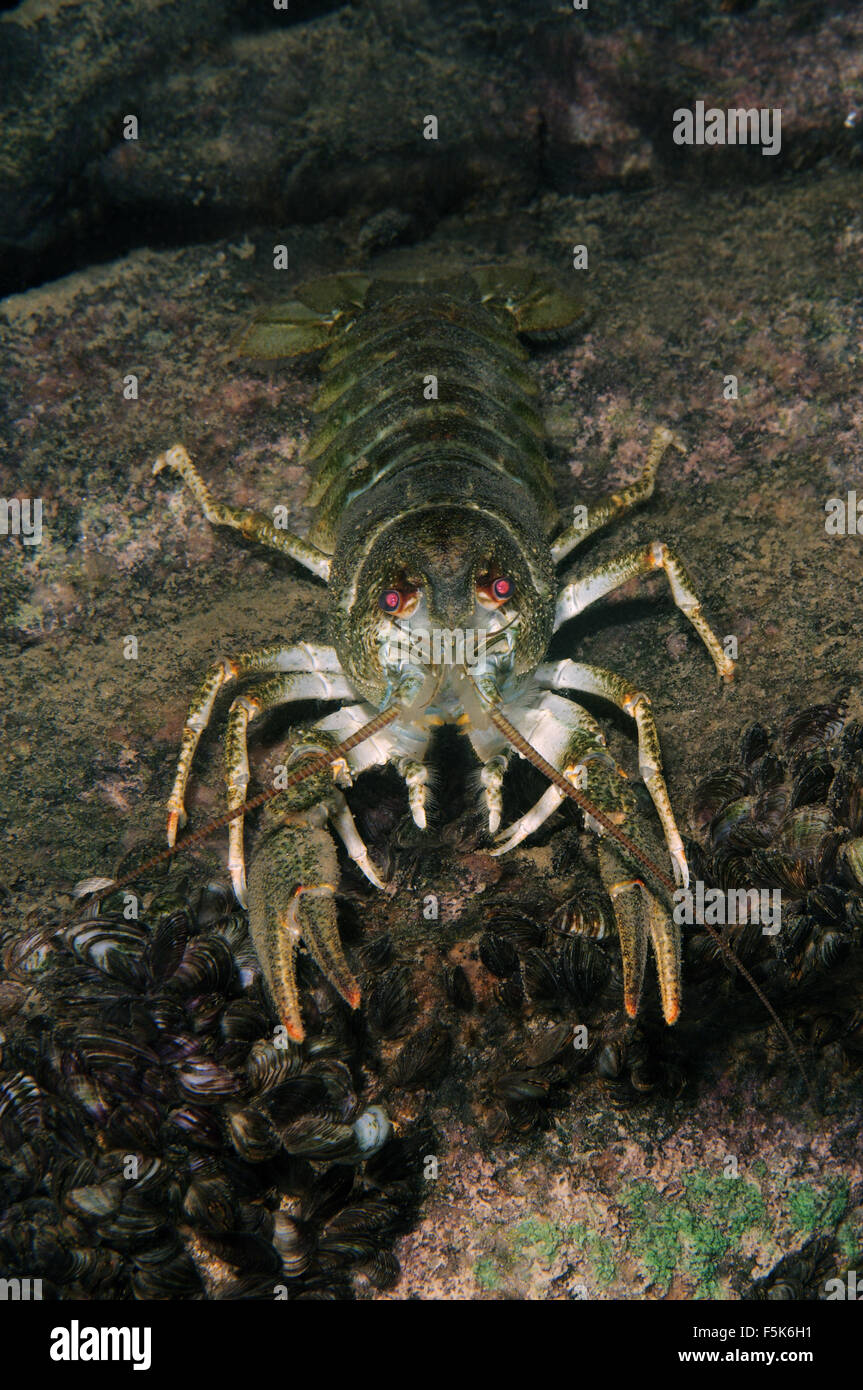 European crayfish, noble crayfish or broad-fingered crayfish (Astacus ...