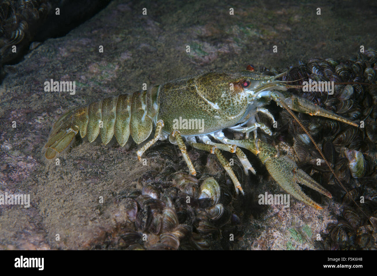 European crayfish, noble crayfish or broad-fingered crayfish (Astacus ...