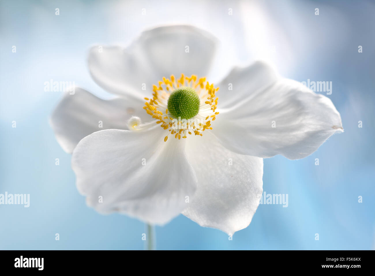 Japanese anemone flower hi-res stock photography and images - Alamy