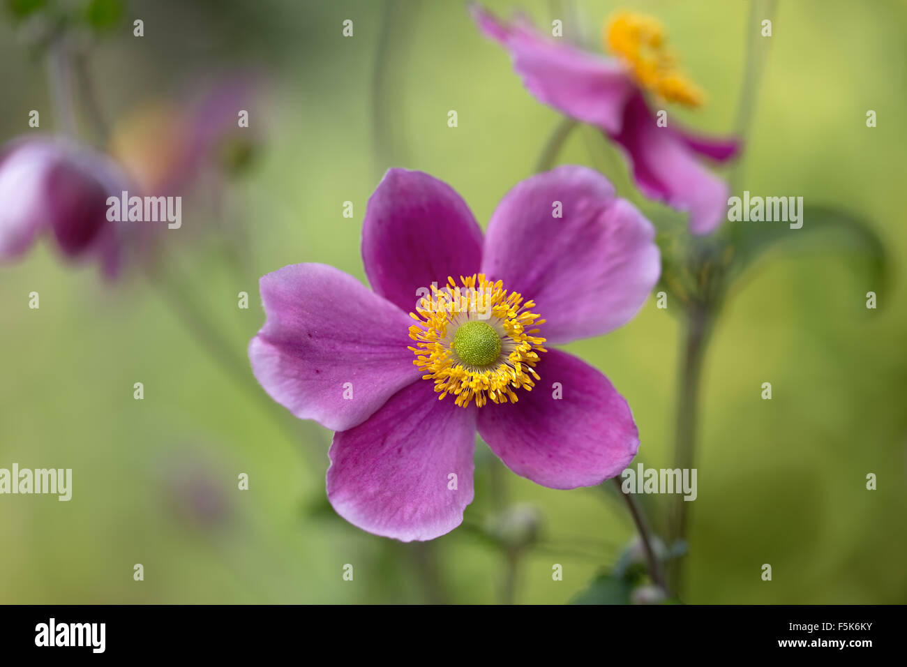 Japanese anemone flower hi-res stock photography and images - Alamy