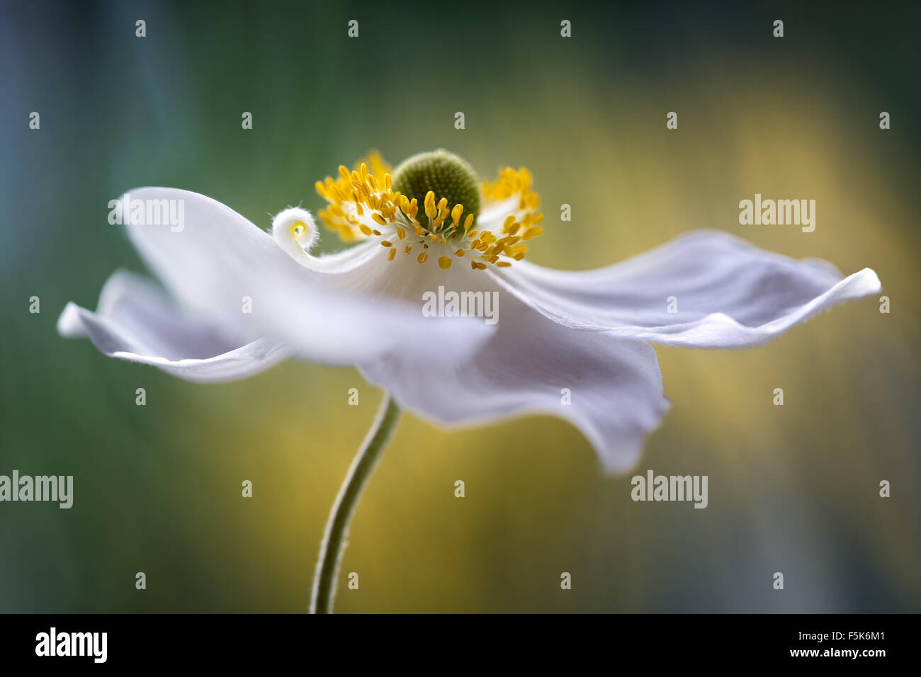 Japanese anemone flower hi-res stock photography and images - Alamy
