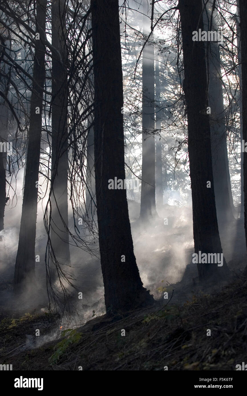 Yosemite controlled burning hi-res stock photography and images - Alamy