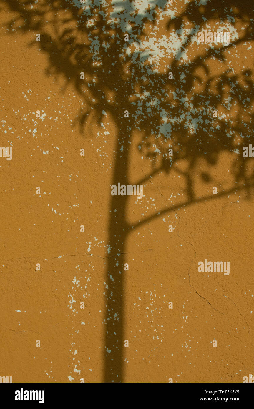 Spindly tree hi-res stock photography and images - Alamy