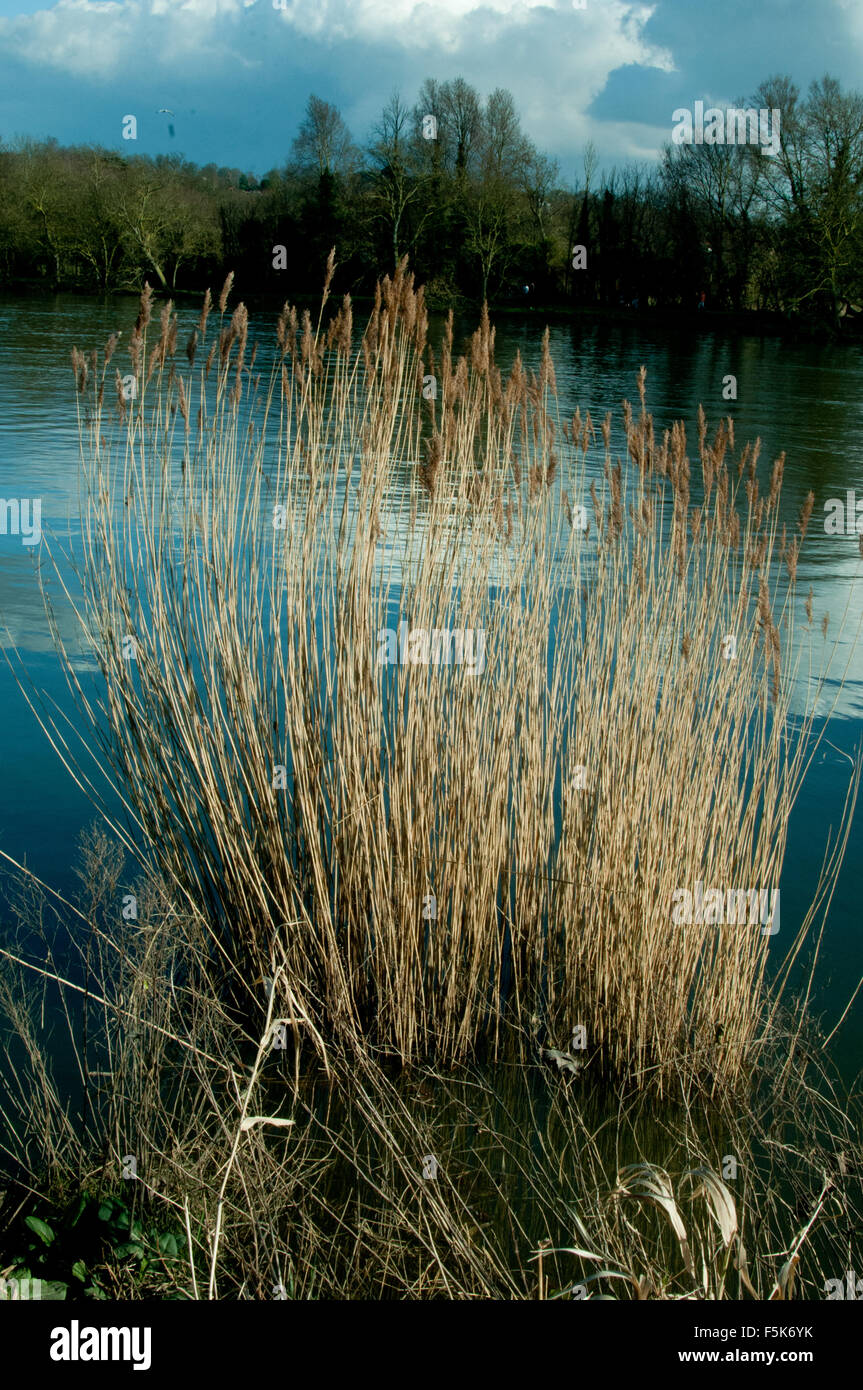 Growing on riverbank hi-res stock photography and images - Alamy