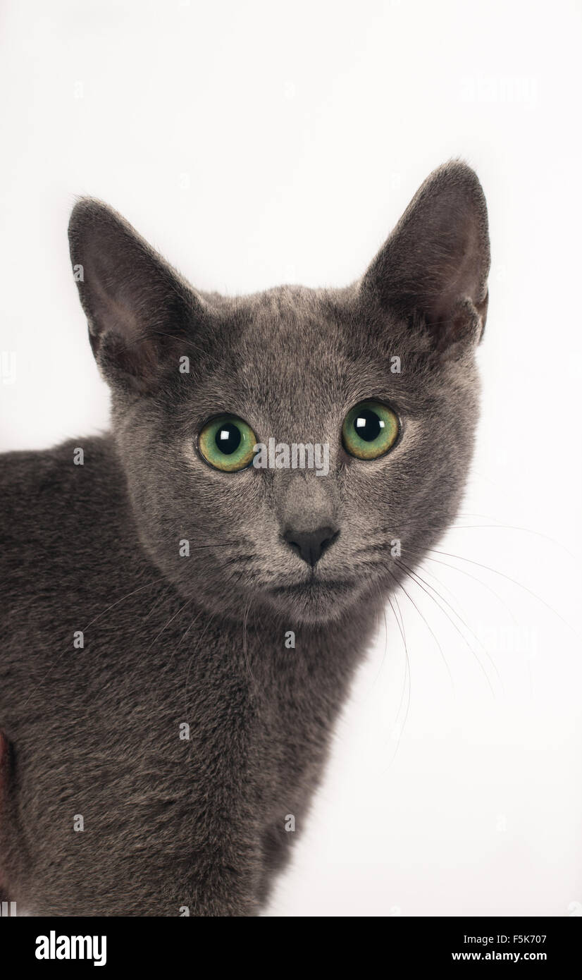 Russian blue purebred kitten Stock Photo - Alamy